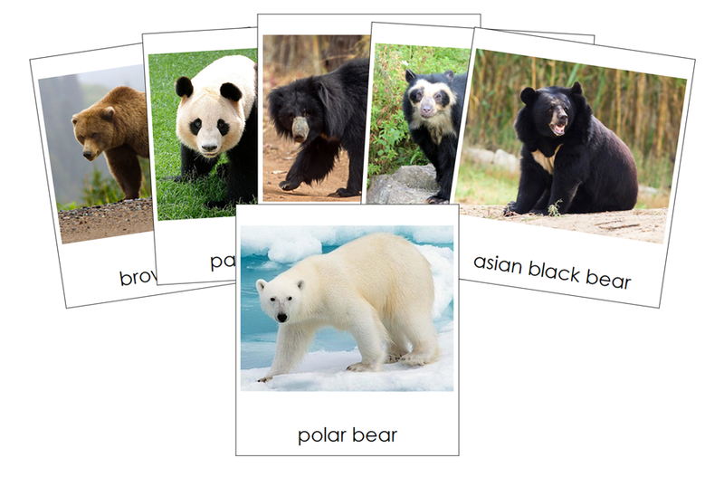 Bears - Montessori Classified Cards - Montessori Print Shop