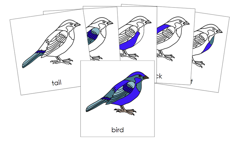 Bird Nomenclature Cards - Montessori Print Shop