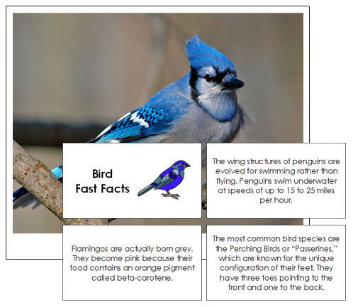 Bird Fast Fact Cards - Montessori Print Shop