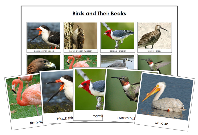 Animal Adaptation: Birds & Beaks - Montessori Print Shop Digital Download