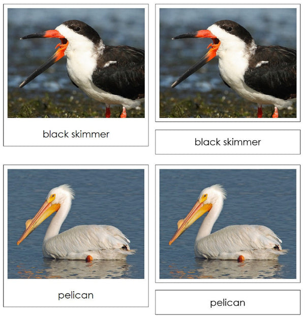 Animal Adaptation: Birds & Beaks - Montessori Print Shop Digital Download