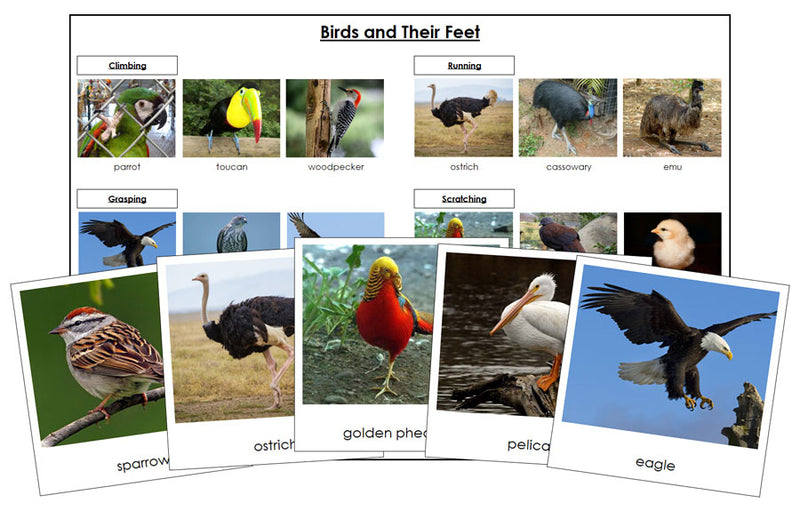 Animal Adaptation: Birds & Feet - Montessori Print Shop Digital Download