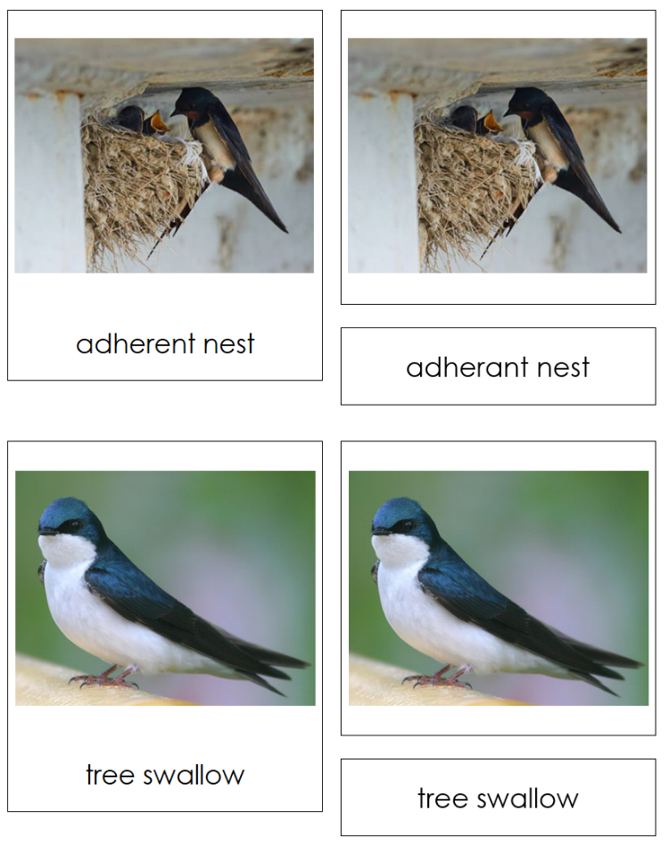Bird Nest Information Cards - Montessori Print Shop Digital Download