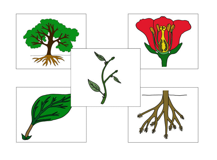 Botany Nomenclature Bundle Set 1 - Montessori Print Shop Digital Download