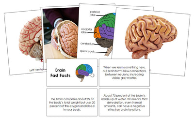 Brain Fast Facts & Pictures - Montessori Digital Download - Montessori ...