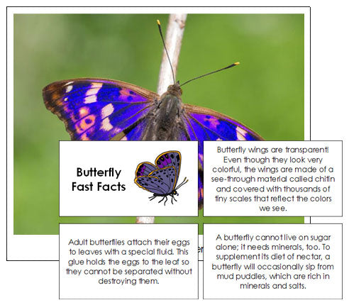 Butterfly Fast Fact Cards - Montessori Print Shop