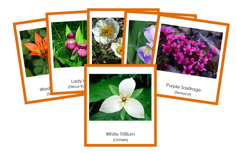 Printable Montessori Botany Lessons - Montessori Print Shop