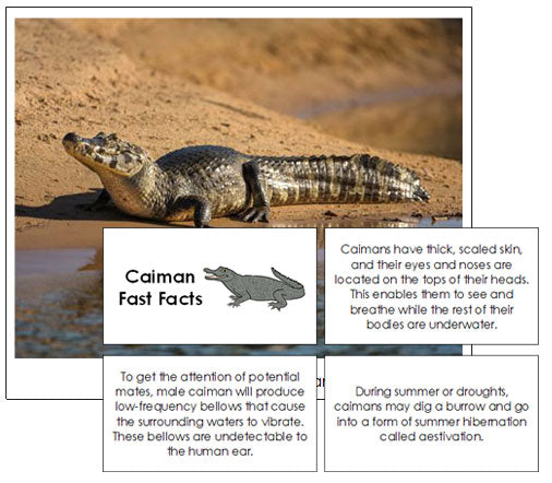 Caiman Fast Fact Cards - Montessori Print Shop