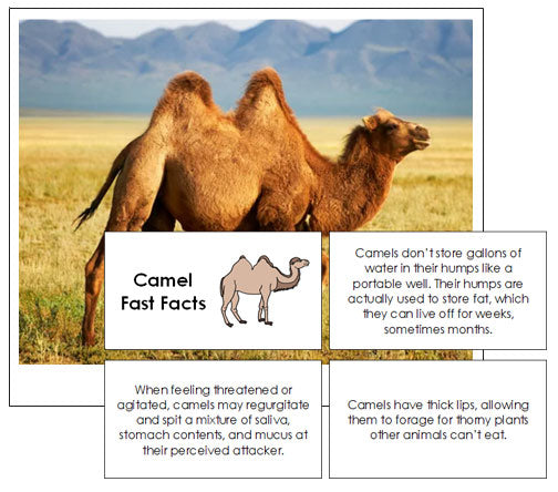 Camel Fast Fact Cards - Montessori Print Shop - Montessori Print Shop - USA