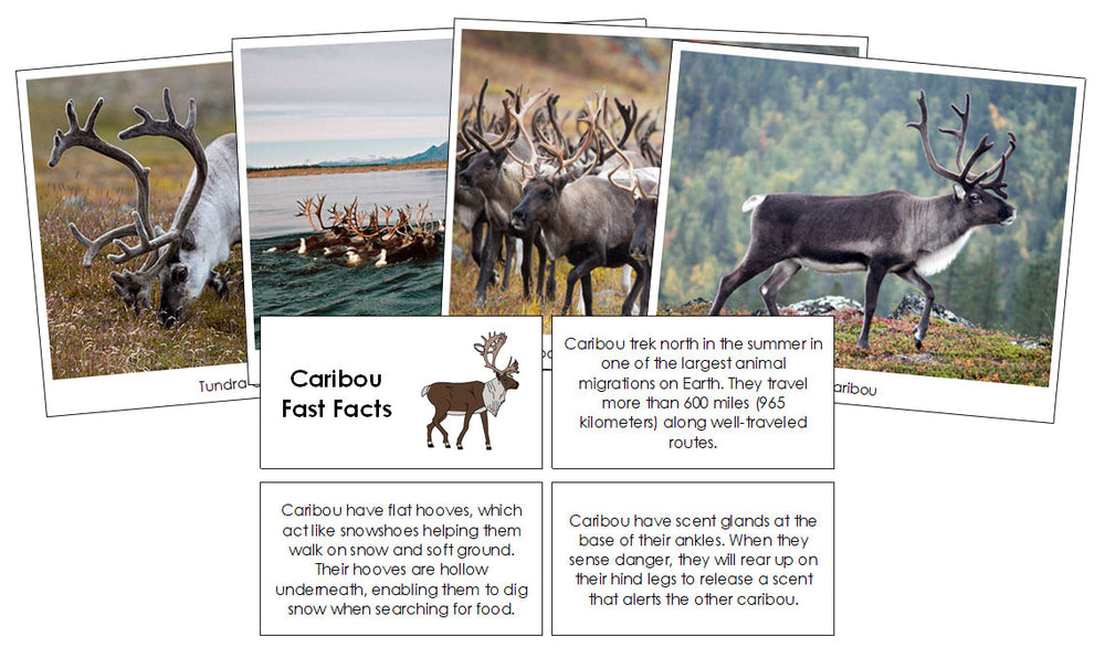 Animal Fast Facts - Montessori Print Shop