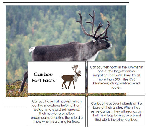 Caribou Fast Fact Cards - Montessori Print Shop