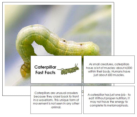 Caterpillar Fast Fact Cards - Montessori Print Shop