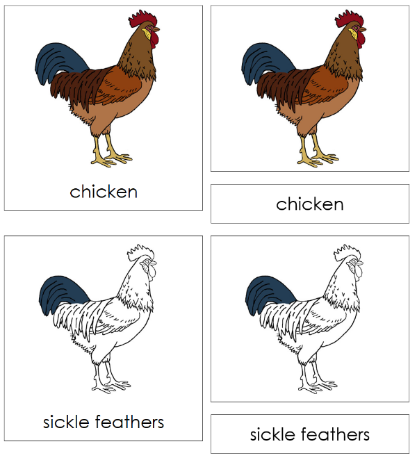 Chicken Nomenclature Cards - Montessori Print Shop