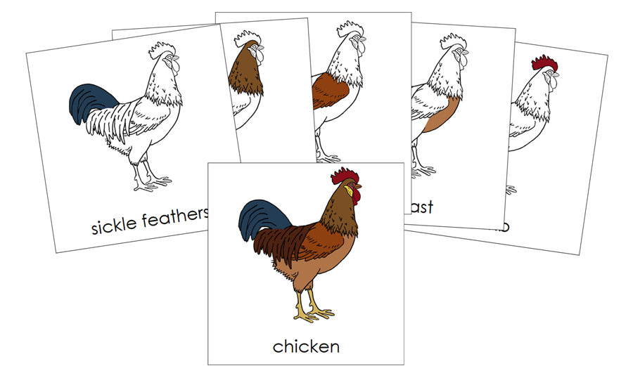Chicken Nomenclature Cards - Montessori Print Shop