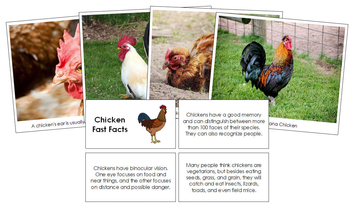 Animal Fast Facts - Montessori Print Shop