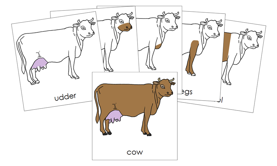 Cow Nomenclature Cards - Montessori Print Shop