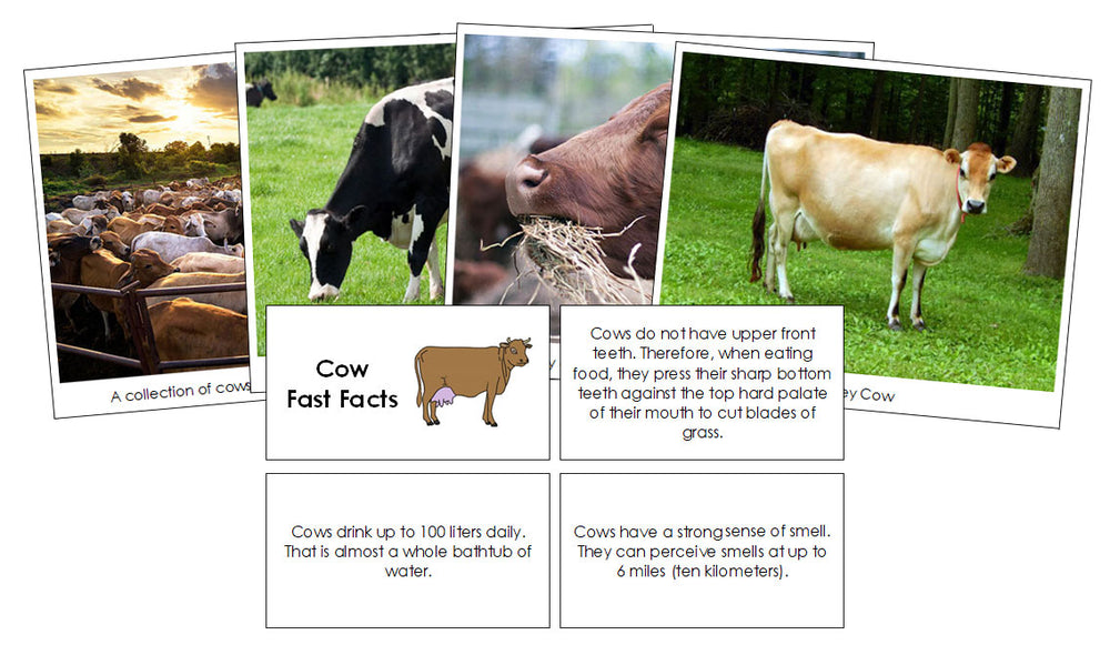 Cow Fast Facts & Pictures - Montessori Digital Download - Montessori ...