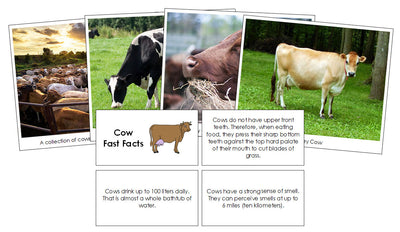 Cow Fast Facts & Pictures - Montessori Digital Download - Montessori ...