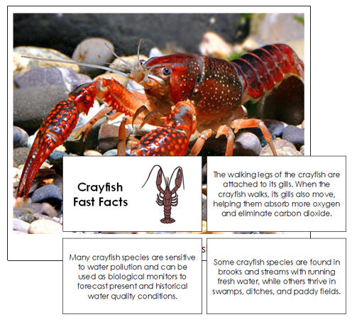 Crayfish Fast Fact Cards - Montessori Print Shop - Montessori Print ...