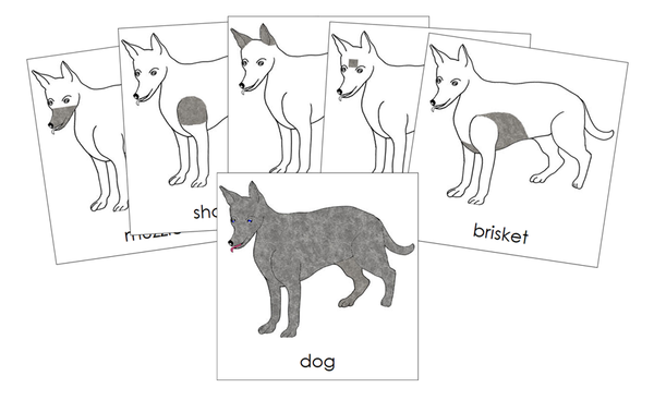 Dog Nomenclature Cards - Montessori Print Shop