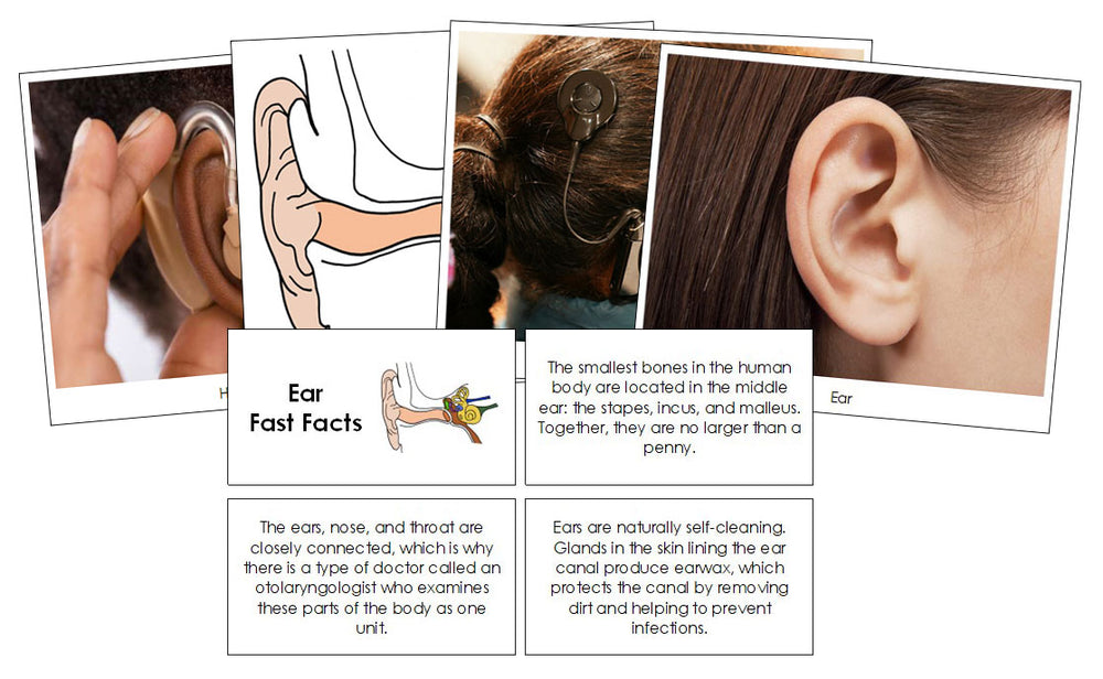 Ear Fast Facts & Pictures - Montessori Print Shop