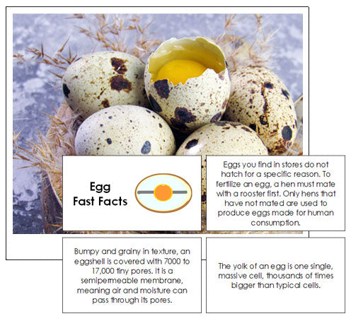 Egg Fast Fact Cards - Montessori Print Shop