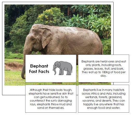 Elephant Fast Fact Cards - Montessori Print Shop