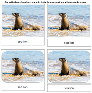 Endangered Species (Marine) Safari Toob Cards - Montessori Print Shop ...
