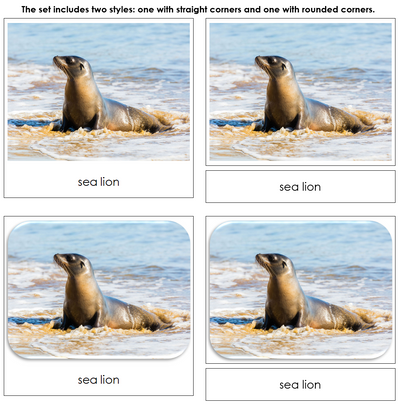 Endangered Species (Marine) Safari Toob Cards - Montessori Digital ...