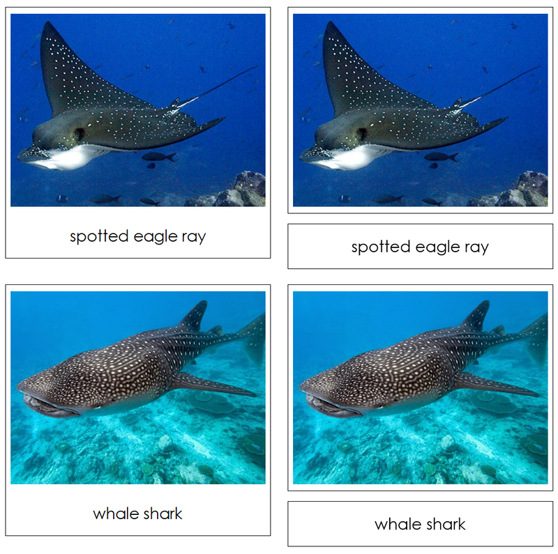 Endangered Species (Marine) Safari Toob Cards - Montessori Digital ...