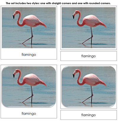Exotic Birds Safari Toob Cards - Montessori Print Shop Digital Download