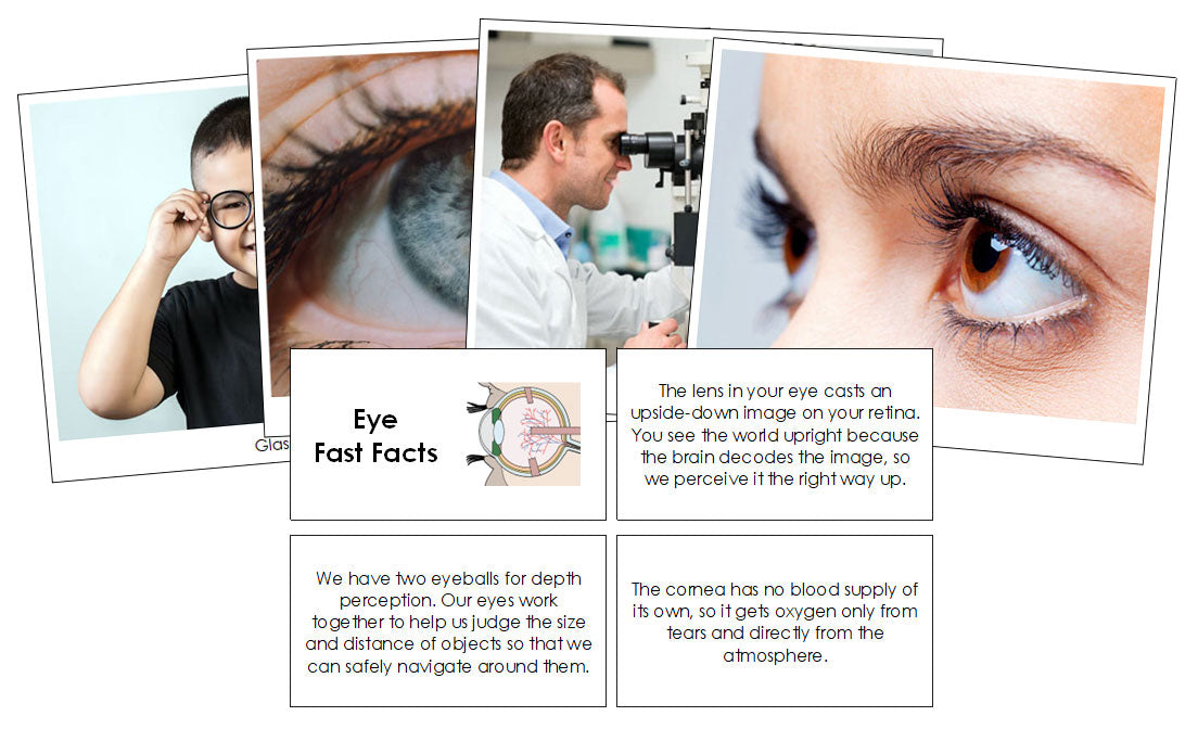 Eye Fast Facts & Pictures - Montessori Print Shop Digital Download
