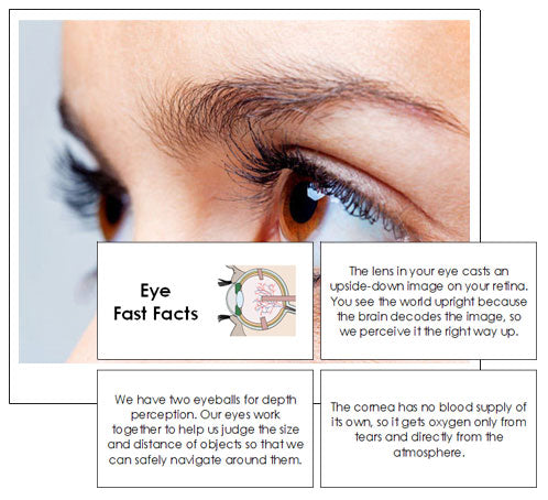 Eye Fast Fact Cards - Montessori Print Shop - Montessori Print Shop - USA