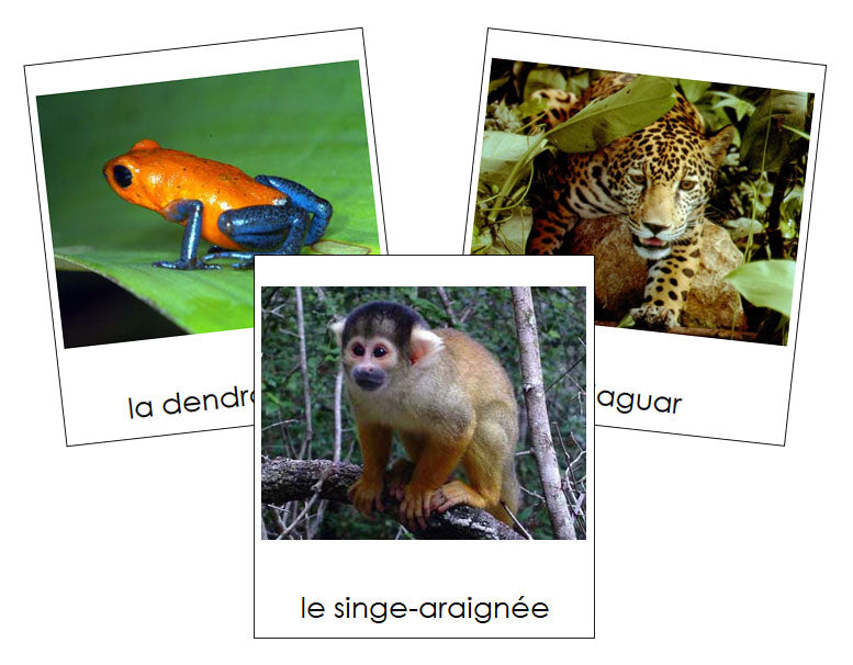 French - Amazon Rainforest Animals - Les animaux de la forêt amazonien ...
