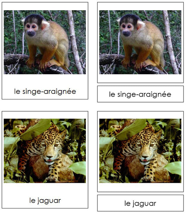 French - Amazon Rainforest Animals - Les animaux de la forêt amazonien ...