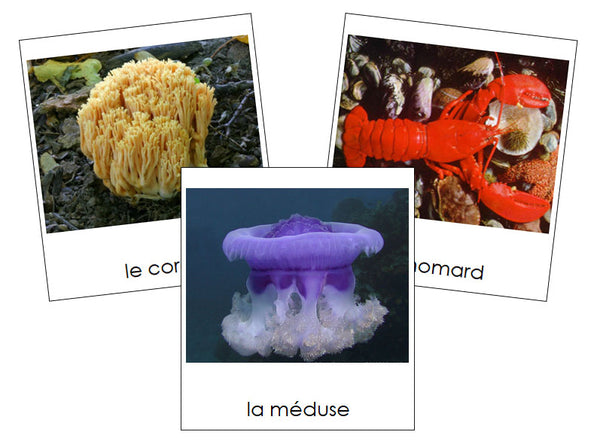 French - Marine Invertebrates - Les cartes invertébrés marins ...