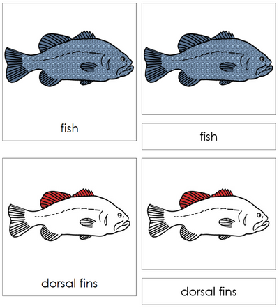 Five-Part Fish Definition Set (red) - Montessori Digital Download ...