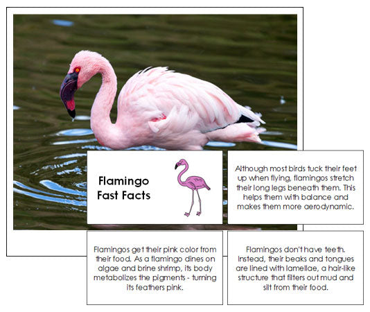 Flamingo Fast Fact Cards - Montessori Print Shop - Montessori Print ...