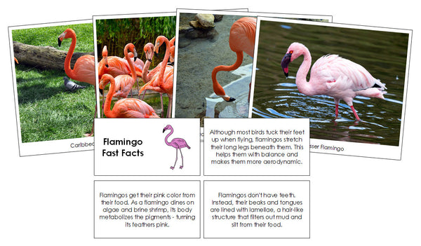 Flamingo Fast Facts & Pictures - Montessori Print Shop