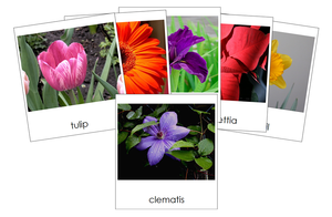 Flowers (Set 1) - Montessori Print Shop Digital Download