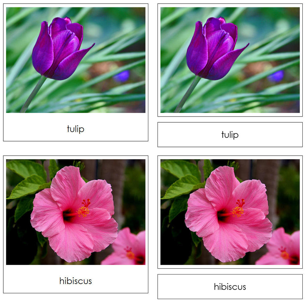 Flowers Safari Toob Cards - Montessori Print Shop Digital Download