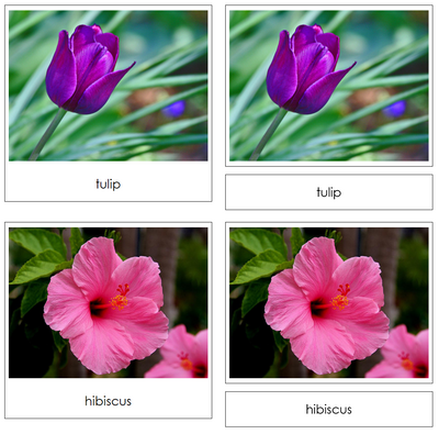 Flowers Safari Toob Cards - Montessori Print Shop Digital Download
