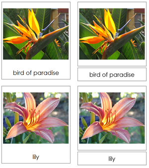 Flowers (Set 2) - Montessori Print Shop