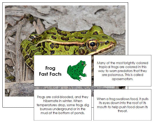 Frog Fast Fact Cards - Montessori Print Shop