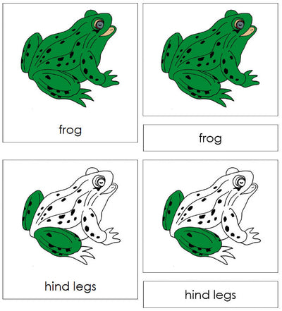 Five-Part Frog Definition Set (color) - Montessori Print Shop Digital ...