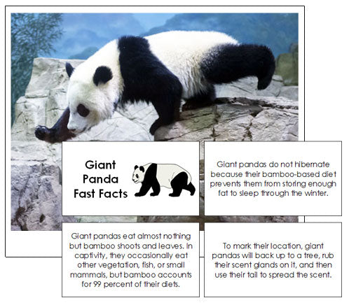 Giant Panda Fast Fact Cards - Montessori Print Shop