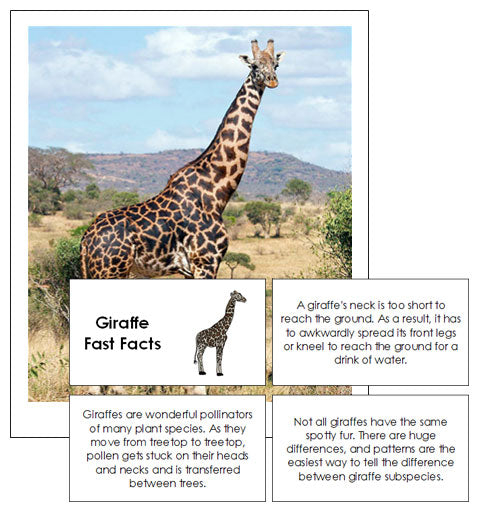 Giraffe Fast Fact Cards - Montessori Print Shop