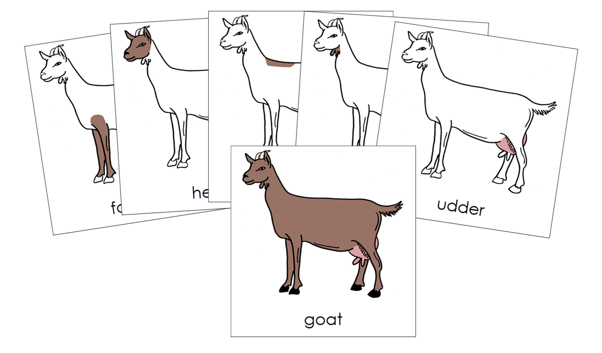 Goat Nomenclature Cards - Montessori Print Shop