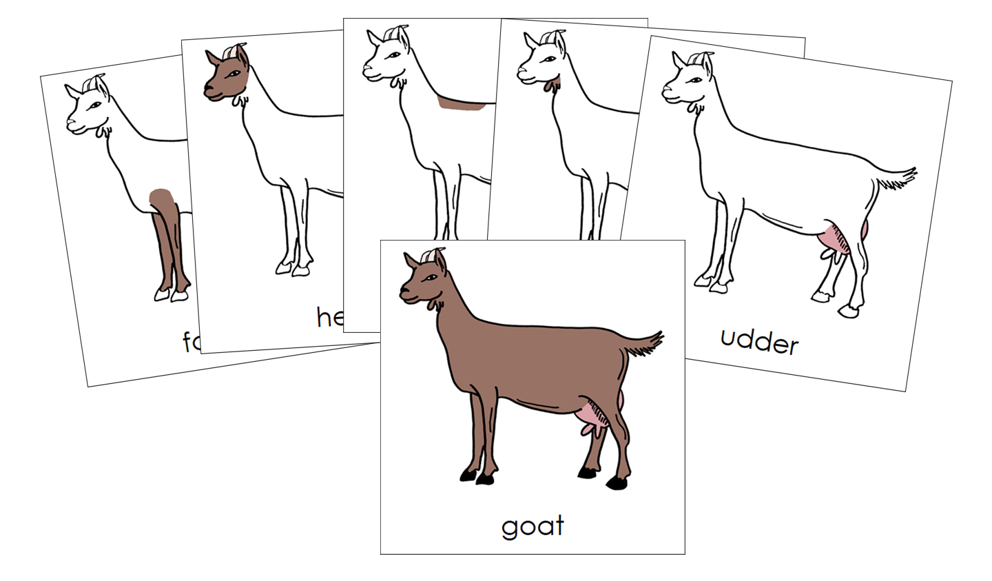 Goat Nomenclature Cards - Montessori Print Shop