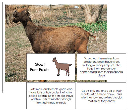 Goat Fast Fact Cards - Montessori Print Shop